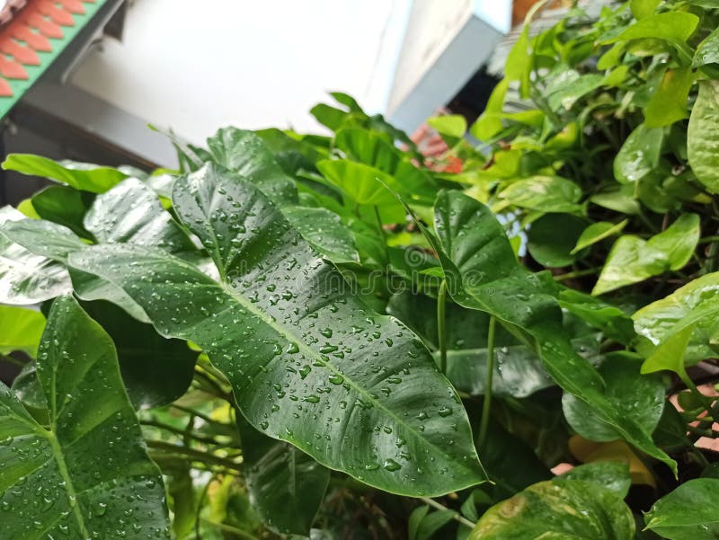 Daun basah stock photo. Image of leaf, daun, wett, green - 205196476
