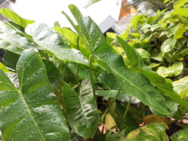 Daun basah stock image. Image of green, wett, daun, leaf - 205196503