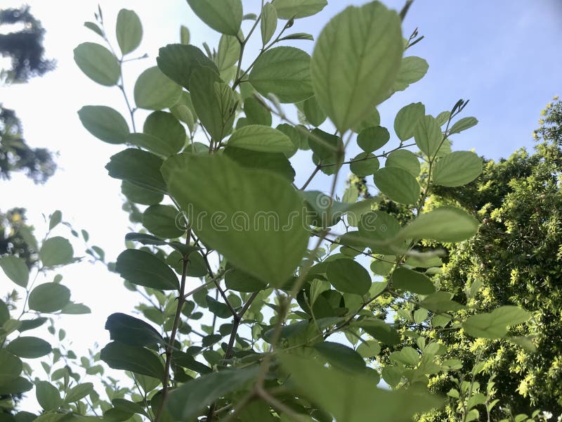 Daun Bidara, Ziziphus Mauritiana Leaves, Known As Indian Jujube, Indian ...