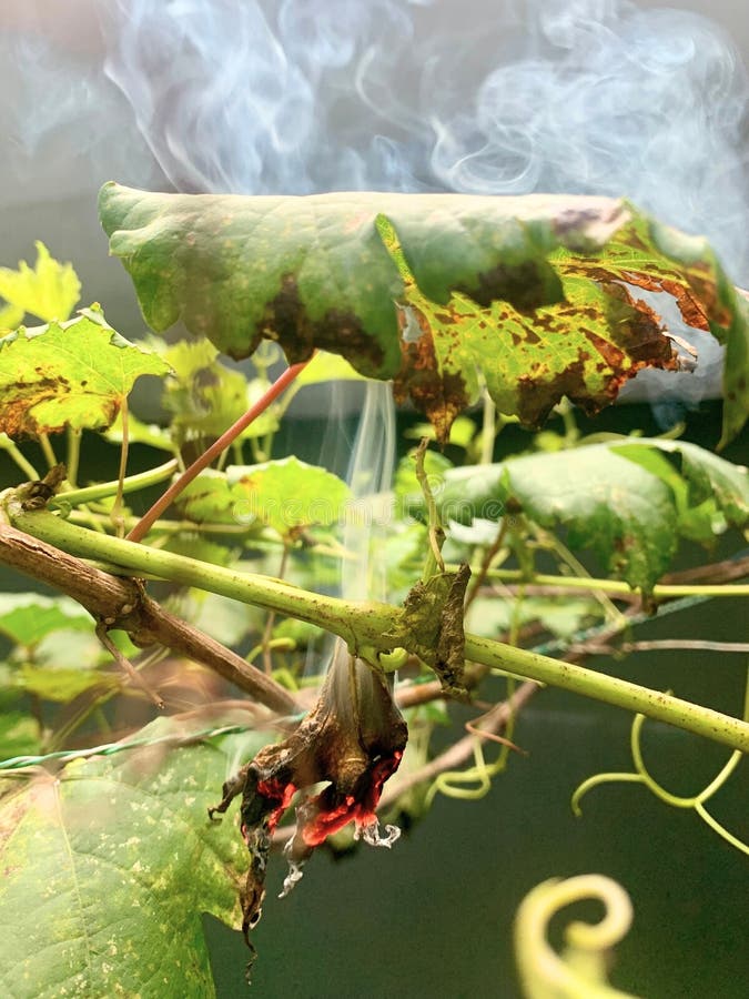 Burning Vine Stem with Smoke Rising among Green Leaves Stock Image ...