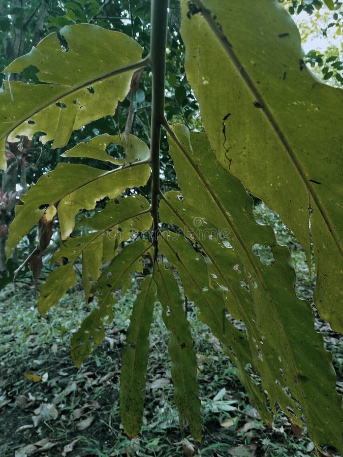 Daun stock photo. Image of autumn, flower, leaf, jungle - 203435764