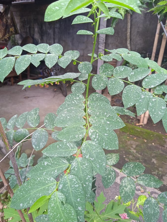 Sauropus Androgynus Flower Stock Photos - Free & Royalty-Free Stock ...