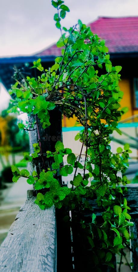 Daun Mint Herbal Tradisional Stock Photo - Image of herbal, tradisional ...