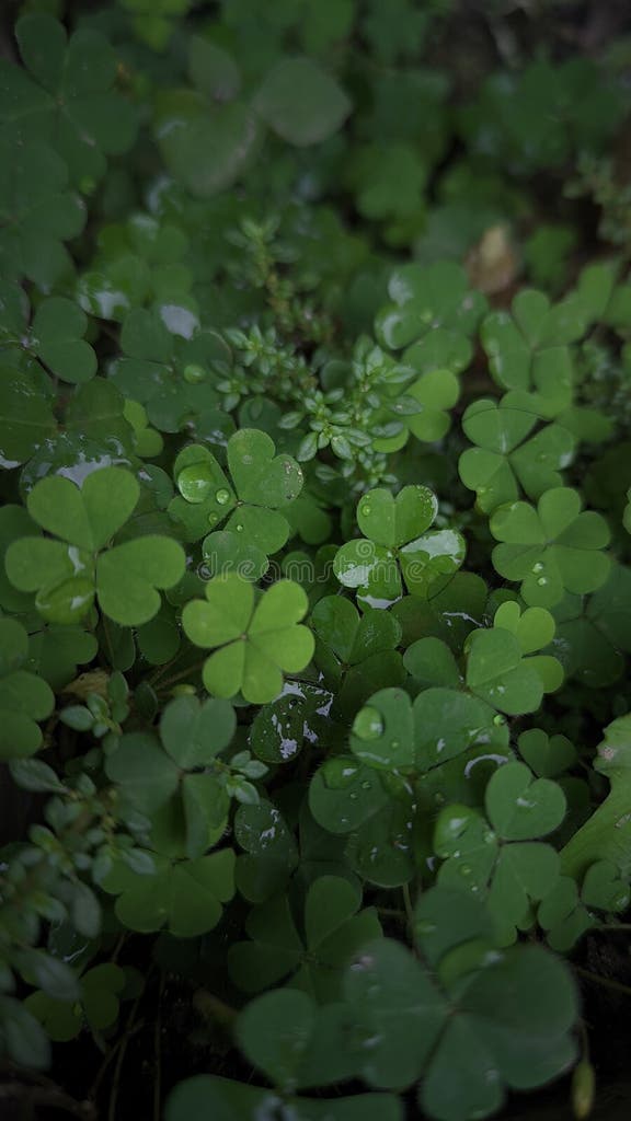 Daun Semanggi / Clover stock photo. Image of garden - 390796448