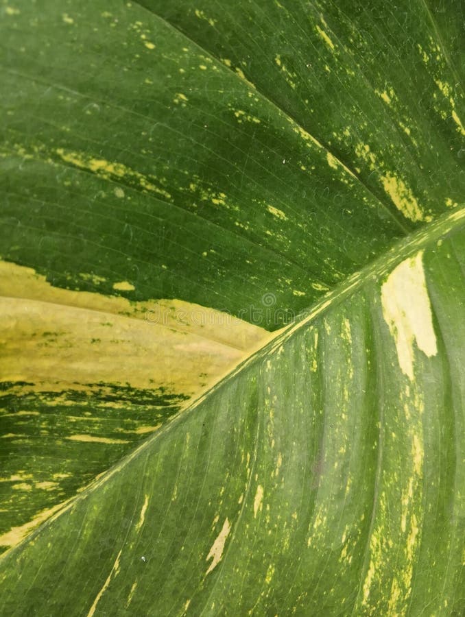 Daun Sirih Gading stock image. Image of daun, leaf, flower - 384524045