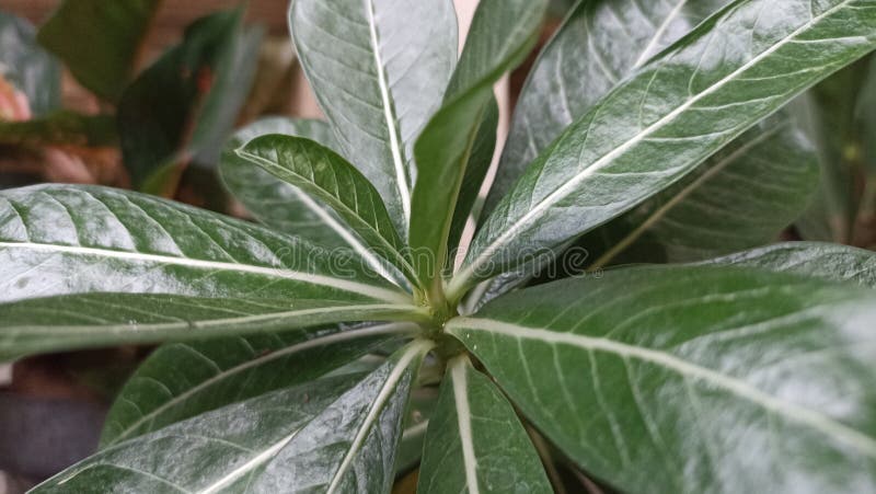Daun Tree Green Health Natural Stock Photo - Image of daun, natural ...