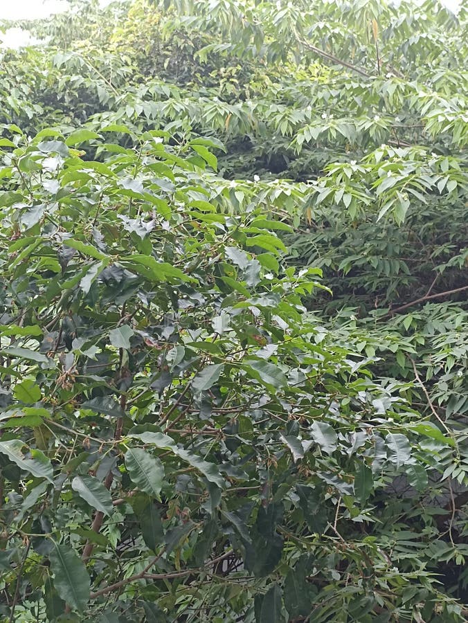 Nan Asri Stock Photos - Free & Royalty-Free Stock Photos from Dreamstime