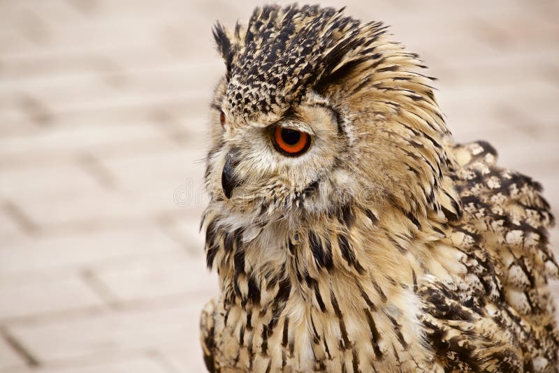Dauntless owl stock image. Image of good, bird, eyes - 54212597