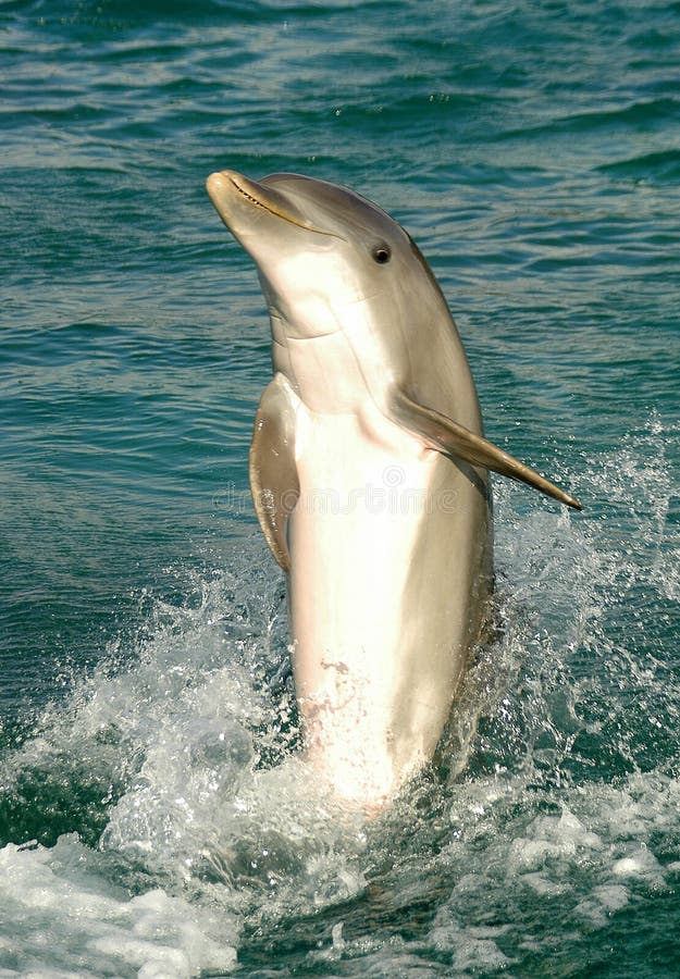 Dauphin photo stock. Image du acrobatique, outdoors, sauts - 12736280