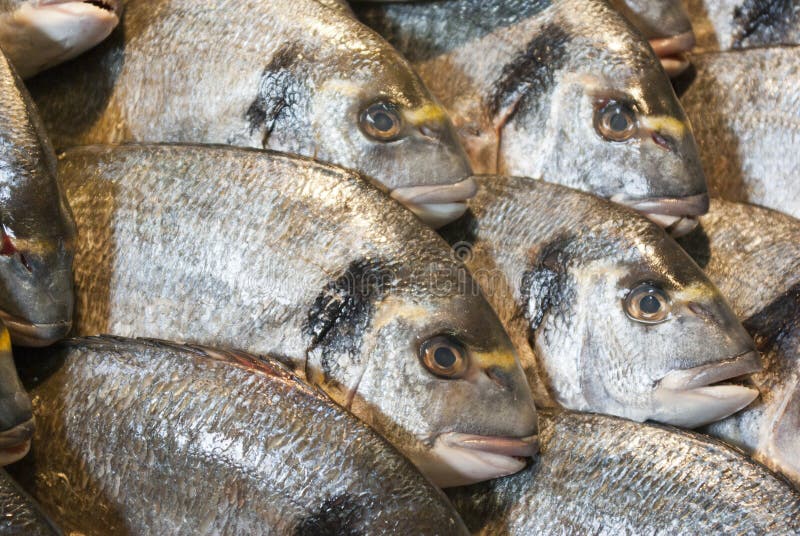 Daurade photo stock. Image du durée, intérieur, extérieur - 25481398