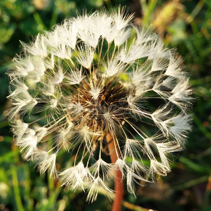 Dauw stock afbeelding. Image of dauw, ochtend, rookwolk - 63078499