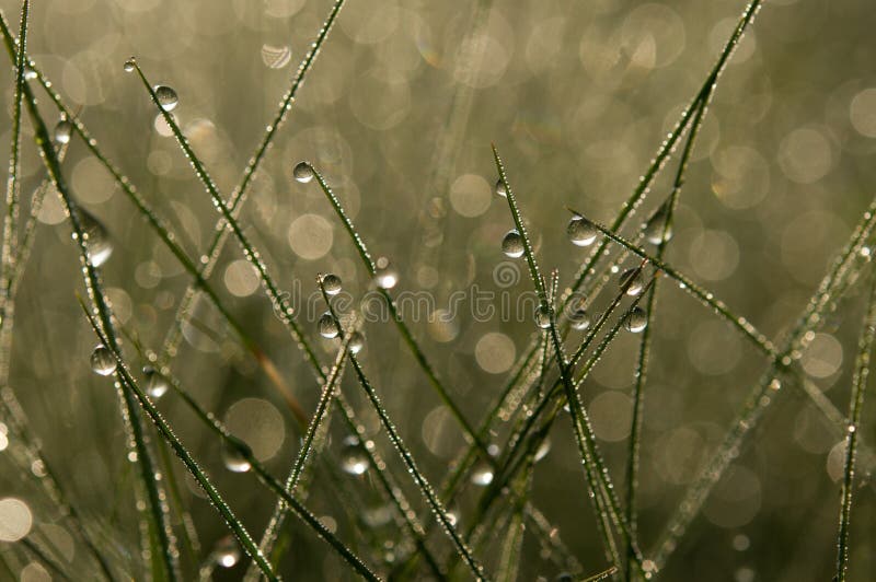 Dauw in het gras stock afbeelding. Image of dauw, nave - 40285427