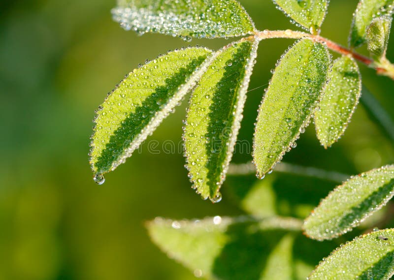 Dauw op bladeren stock afbeelding. Image of bladeren - 13359559
