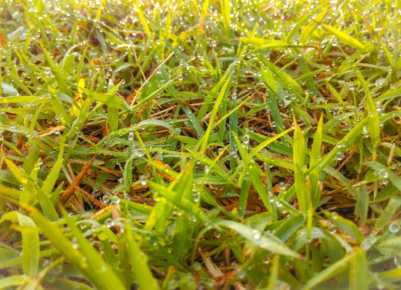 Dauw op gras stock foto. Image of grasveld, gras, dauw - 44914768