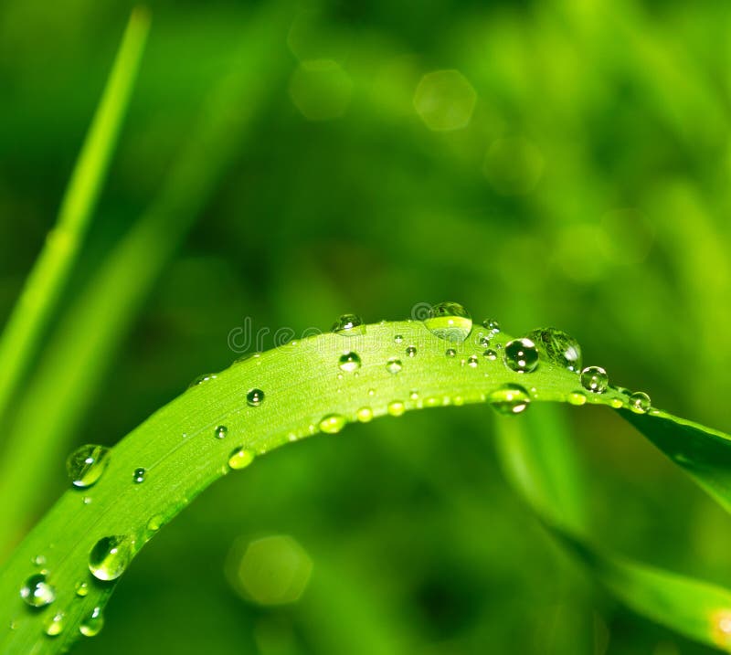 Gras in dauw stock afbeelding. Image of landbouwbedrijf - 15700621
