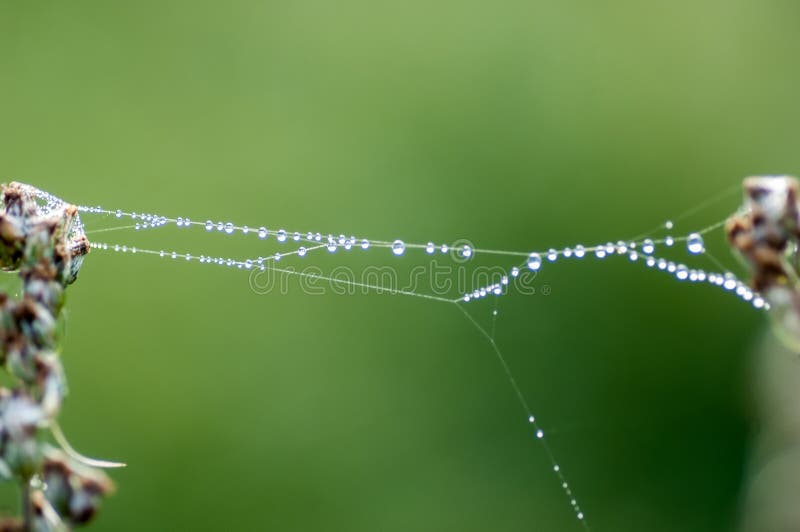 Dauw op Web stock afbeelding. Image of dalingen, braambes - 60089217