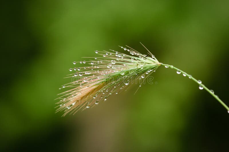 Dauw op wilde tarwe stock afbeelding. Image of nave, tarwe - 39542309