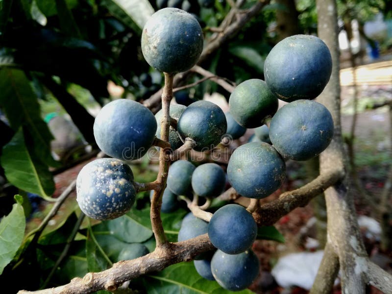 Elaeocarpus Sphaericus Stock Photos - Free & Royalty-Free Stock Photos ...