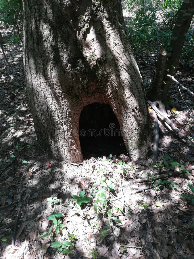 Gnome hole in tree stock photo. Image of hole, south - 157276050