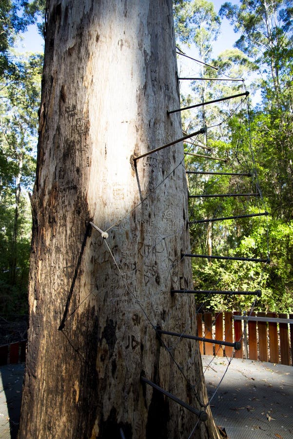 Dave Evans Bicentennial Tree Stock Image - Image of climb, base: 255645907