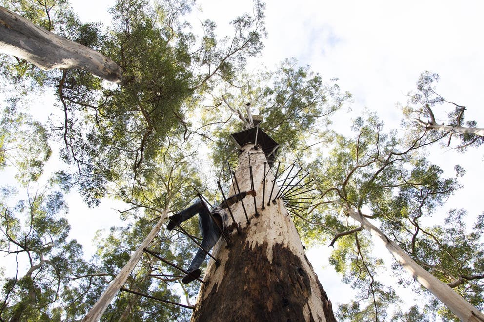 Dave Evans Bicentennial Tree Stock Image - Image of dave, root: 272825721