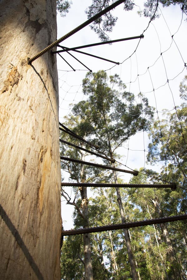 Dave Evans Bicentennial Tree, in Warren National Park, Western ...