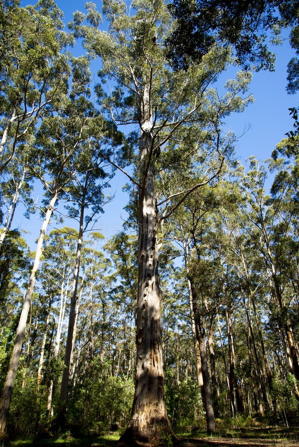 Dave Evans Bicentennial Tree Stock Image - Image of bicentennial ...