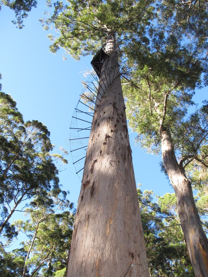 Dave Evans Bicentennial Tree, En Warren National Park, Australia ...