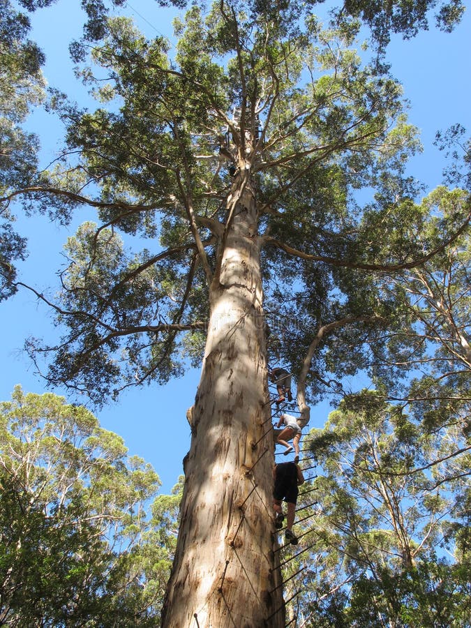 Dave Evans Bicentennial Tree, in Warren National Park, Australia ...