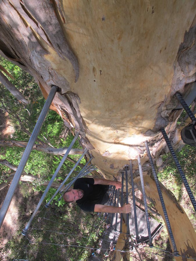 Dave Evans Bicentennial Tree, in Warren National Park, Western ...