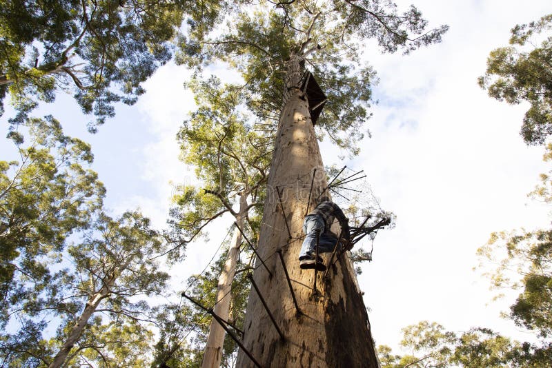 Dave Evans Bicentennial Tree Stock Photo - Image of observation ...
