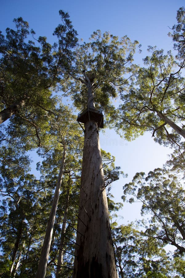 Dave Evans Bicentennial Tree Stock Photo - Image of dave, warren: 255645904