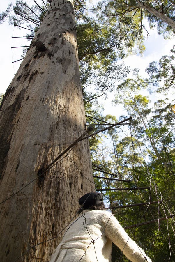 Dave Evans Bicentennial Tree Stock Image - Image of eucalyptus ...