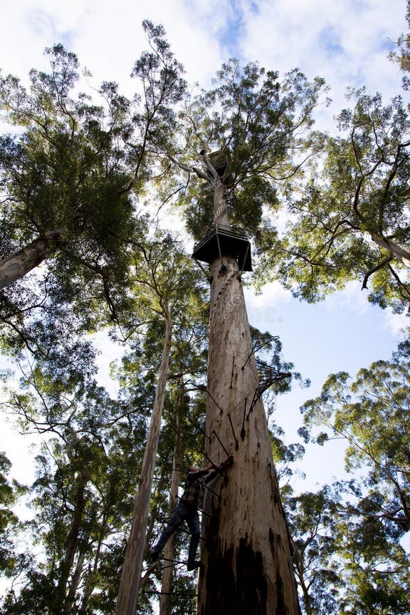 Dave Evans Bicentennial Tree Stock Image - Image of climb, nature ...