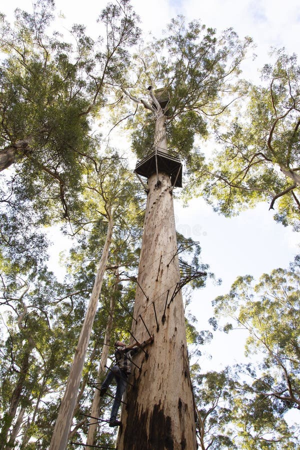 Dave Evans Bicentennial Tree Stock Image - Image of evans, park: 272825731