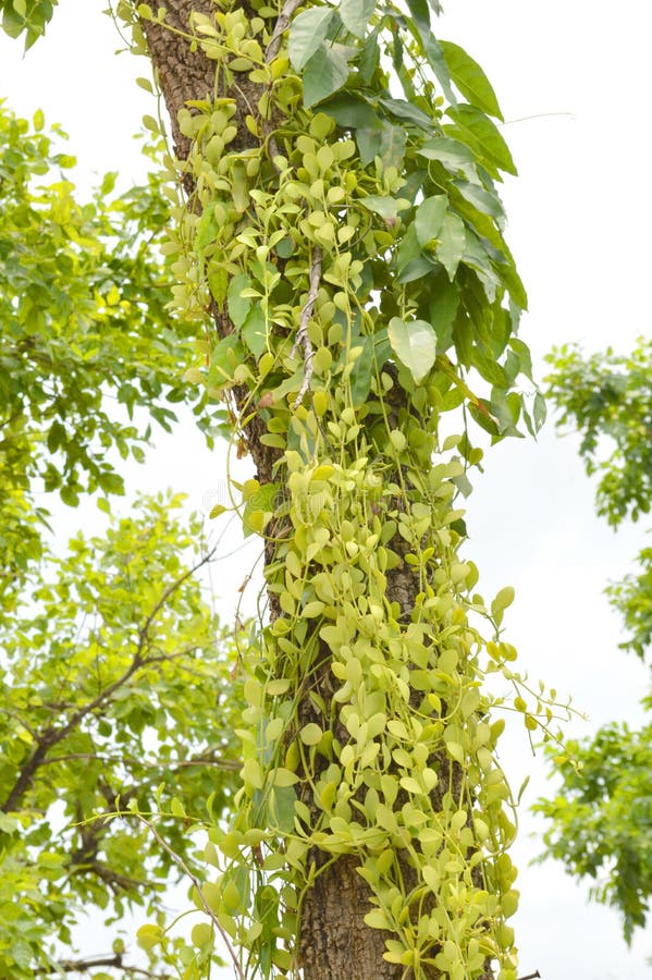 Dave plant in garden stock image. Image of exterior, home - 75793825