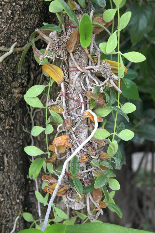 Dave plant in garden stock image. Image of ornament, dave - 75793863