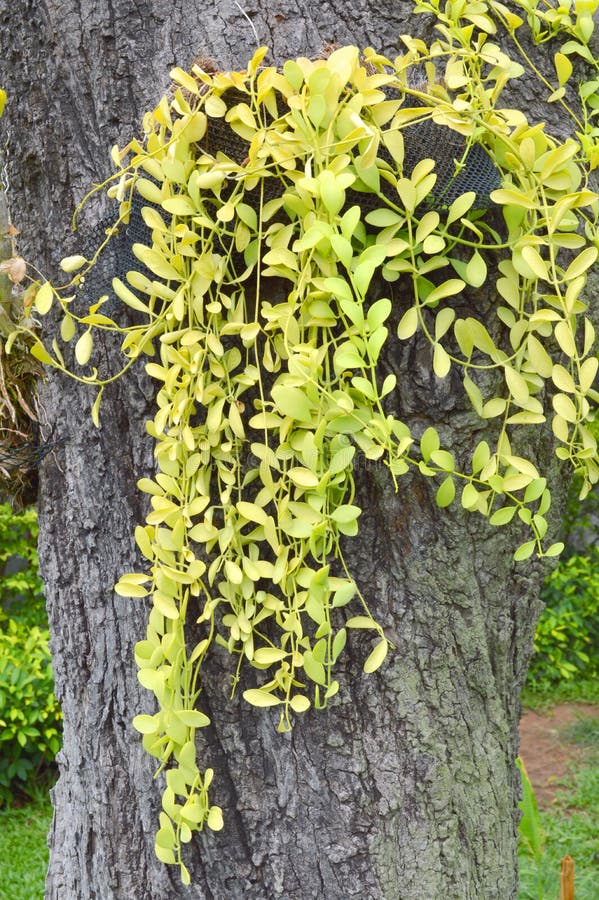 Dave plant in garden stock image. Image of garden, leaf - 75793887