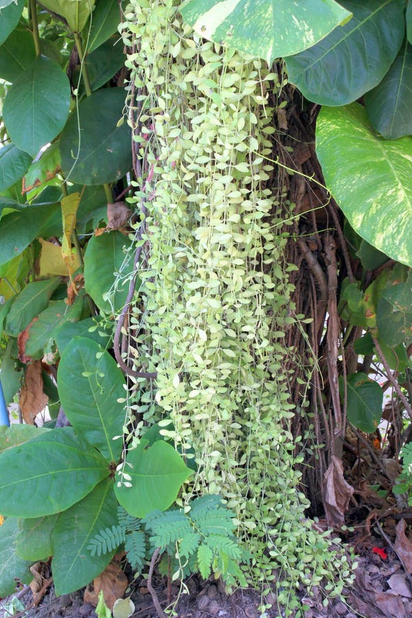 Dave plant in garden stock image. Image of tropical, wood - 75793895