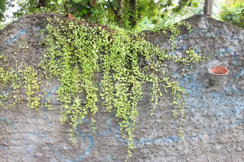 Dave plant in garden stock photo. Image of crawl, tree - 75794058