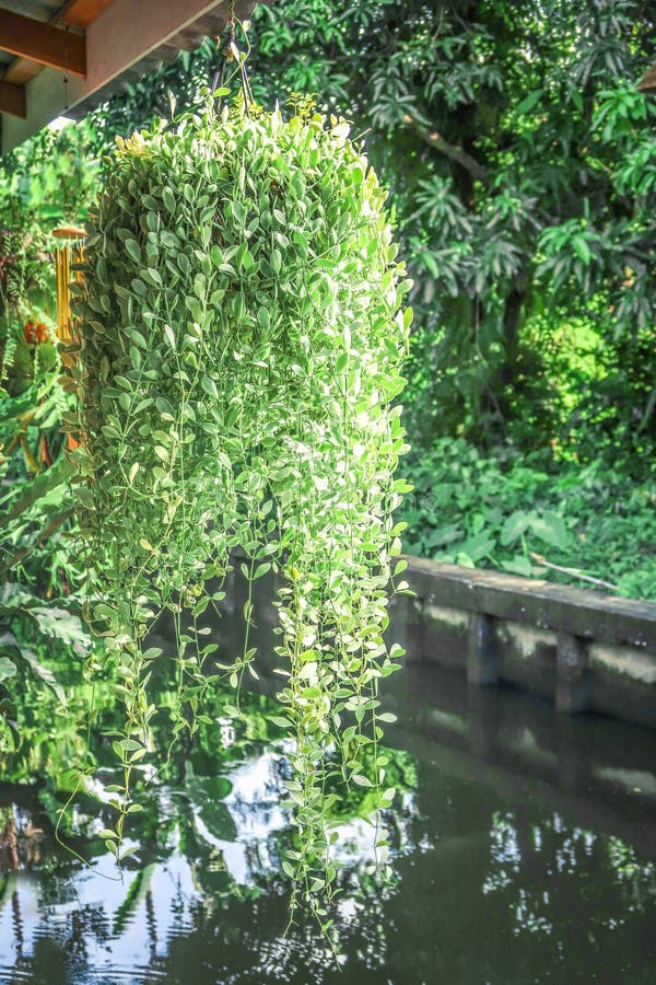 Dave Plant Hang Under the Roof Stock Photo - Image of nummularia, tree ...