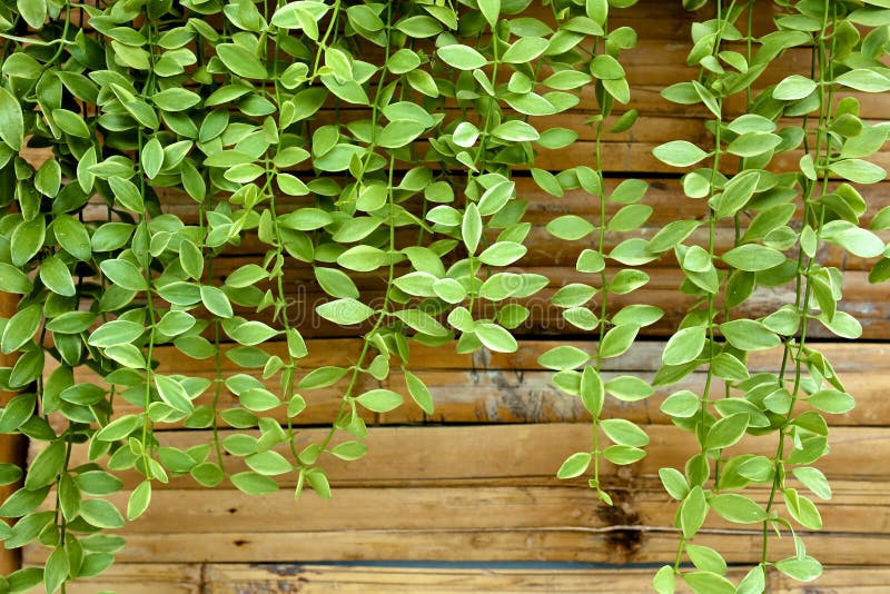 Dave plant stock photo. Image of decor, dave, decoration - 45005934