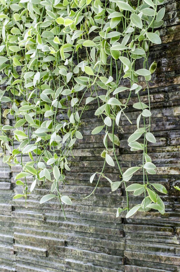 Dave Plant on Rock Waterfall Stock Image - Image of natural, vertical ...