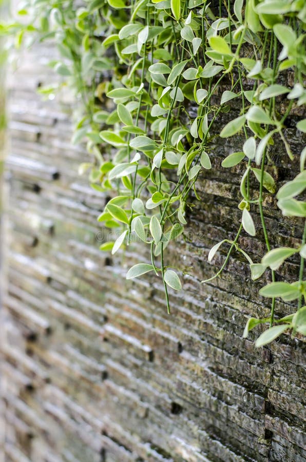 Dave Plant on Rock Waterfall Stock Photo - Image of summer, travel ...