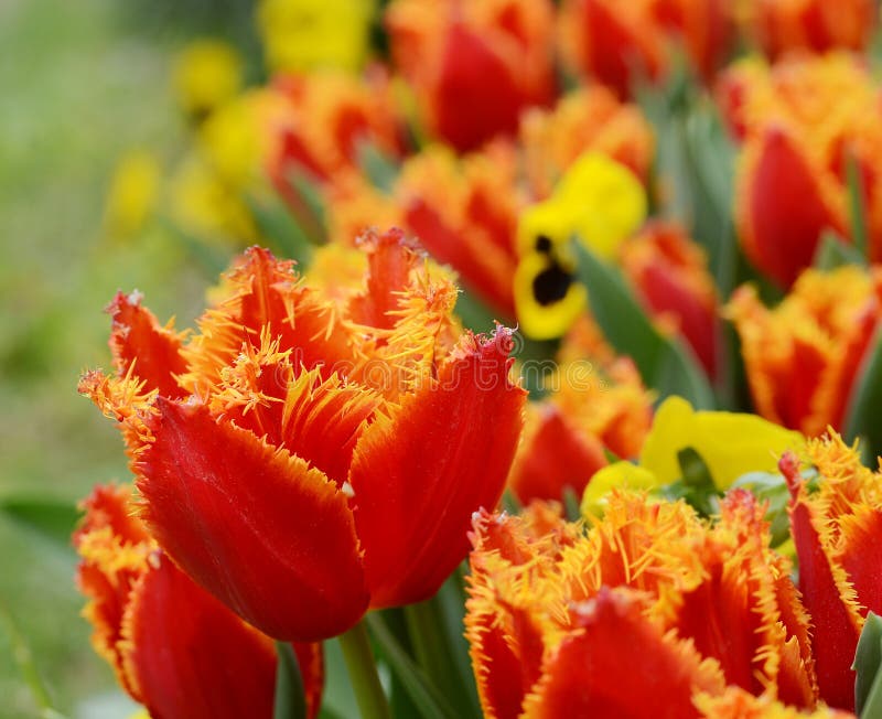 Davenport Tulips Picture. Image: 30658042