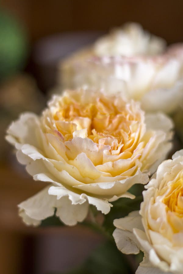 David austin rose stock image. Image of apricot, david - 66467457