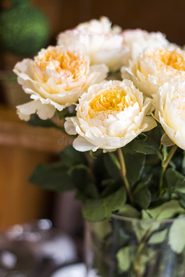 David austin rose stock image. Image of botanical, ceremony - 66467481