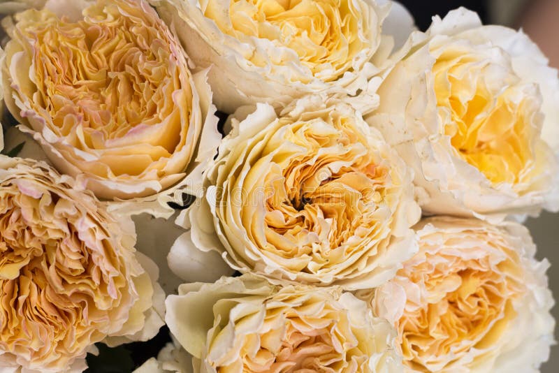 David austin rose stock image. Image of botanical, ceremony - 66467481