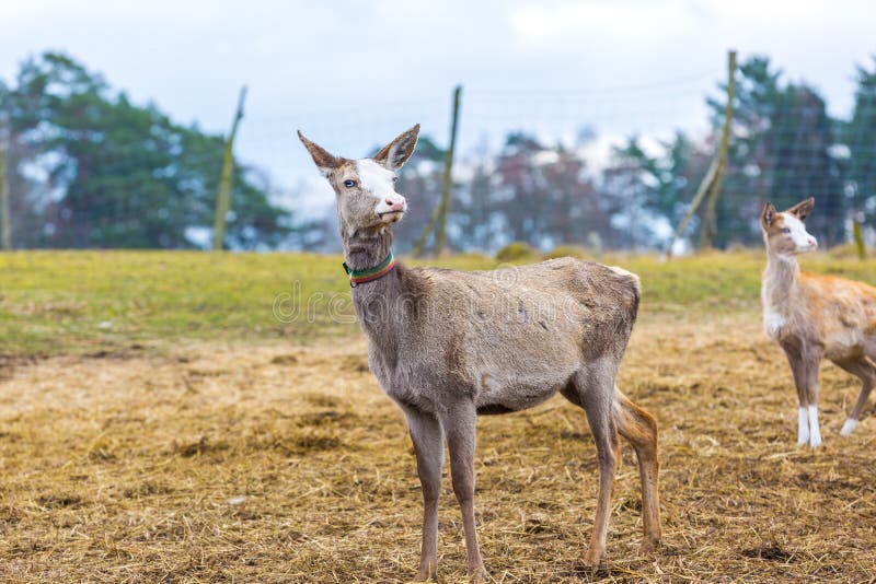 David S Deer in Animal Park. Stock Image - Image of quadruped, wildlife ...
