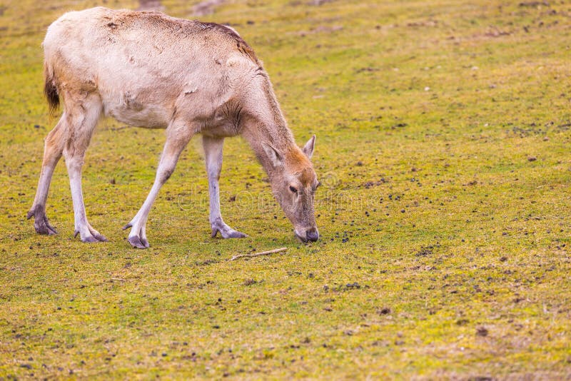 David S Deer in Animal Park. Stock Photo - Image of wildlife, russia ...